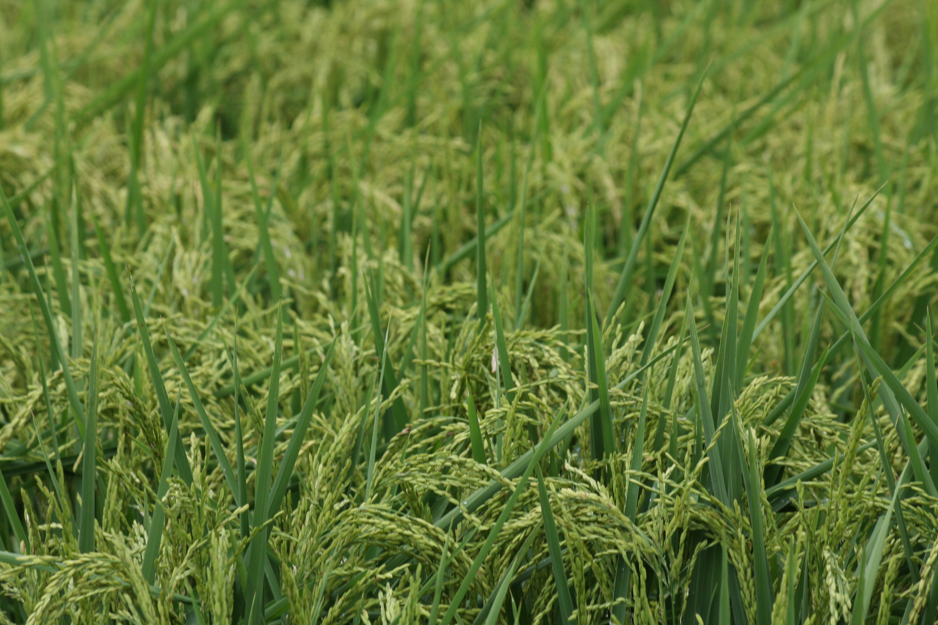 What's up with rice? Is it still safe to eat? - JP loves LIFE!