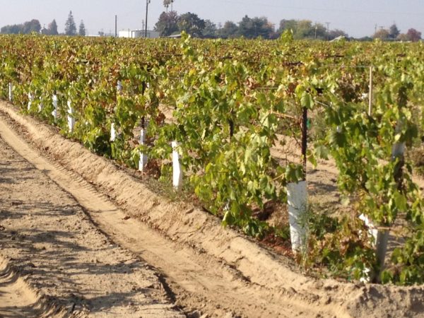 Where do raisins come from? Story Behind Photos of a Raisin Vineyard
