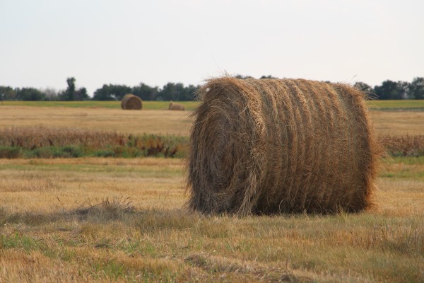 The Different Types of Hay & How Hay is Harvested