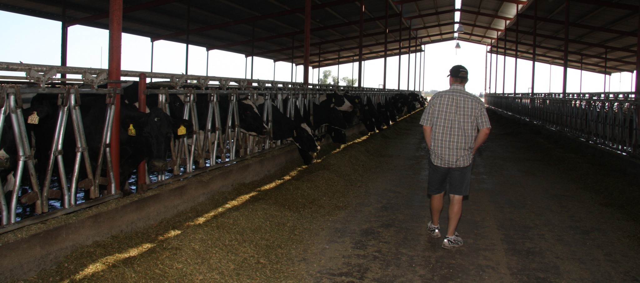 Learning about Cattle from their Caretakers (Farm A to Z)
