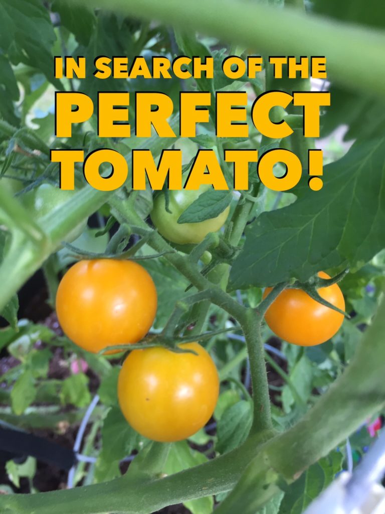 In Search of the Perfect Tomato - JP loves LIFE!