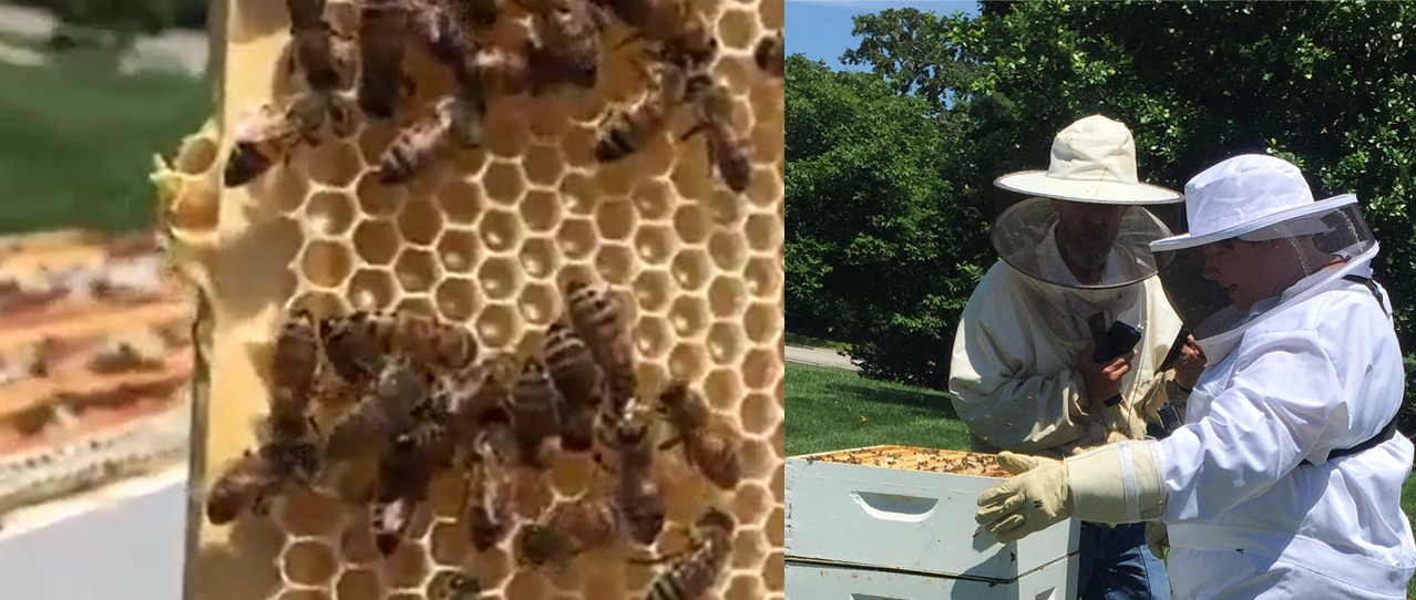 Learning About Bees & Conquering Fear (Video) - JP loves LIFE! Learning About Bees & Conquering Fear (Video) - JP loves LIFE!