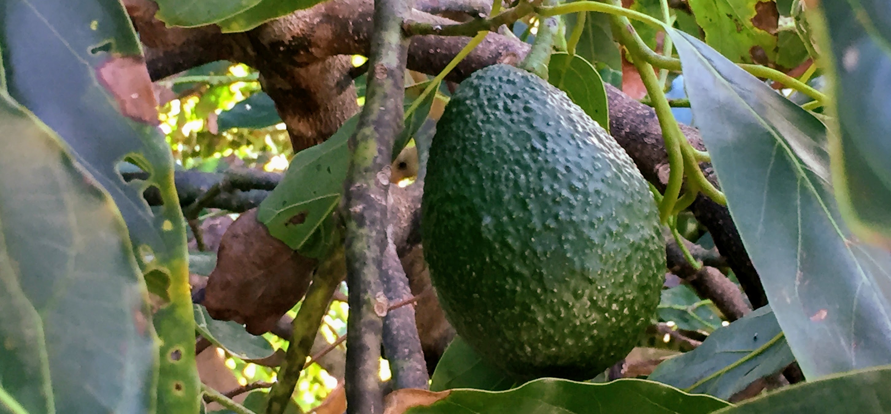 Things I Learned on an Avocado Farm - Video - JP loves LIFE!